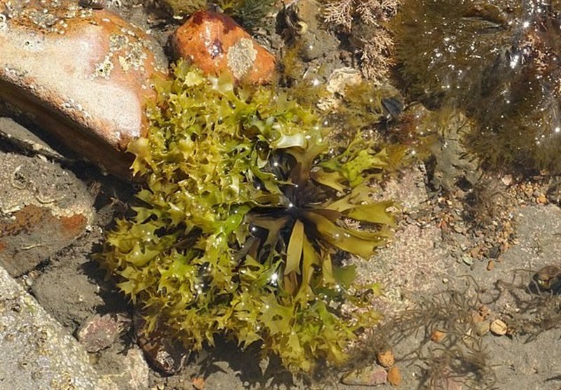 Damage from Heart Attack Could Be Repaired with Seaweed Capsule - Space ...